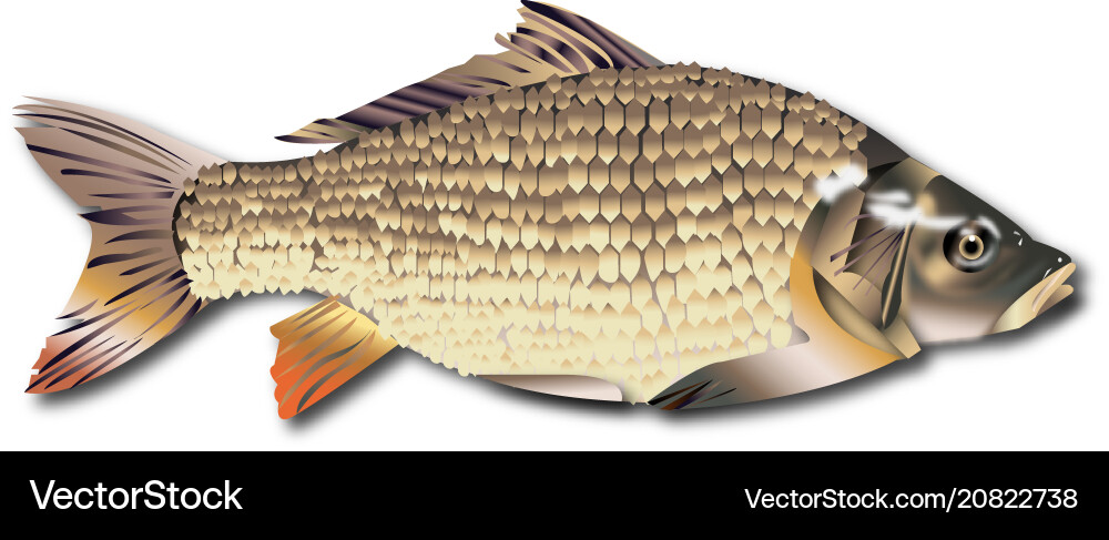 Realistic Fish on White Background Royalty Free Vector Image