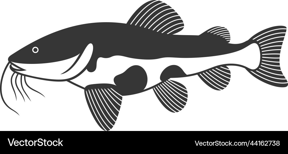 Redtail catfish Royalty Free Vector Image - VectorStock
