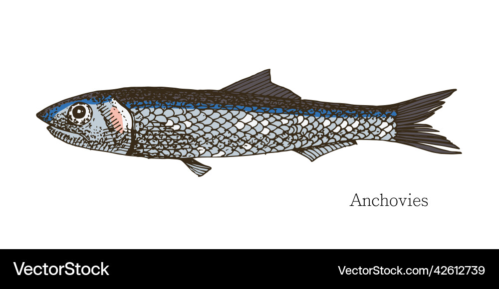 Anchovies fish hand drawn realistic Royalty Free Vector