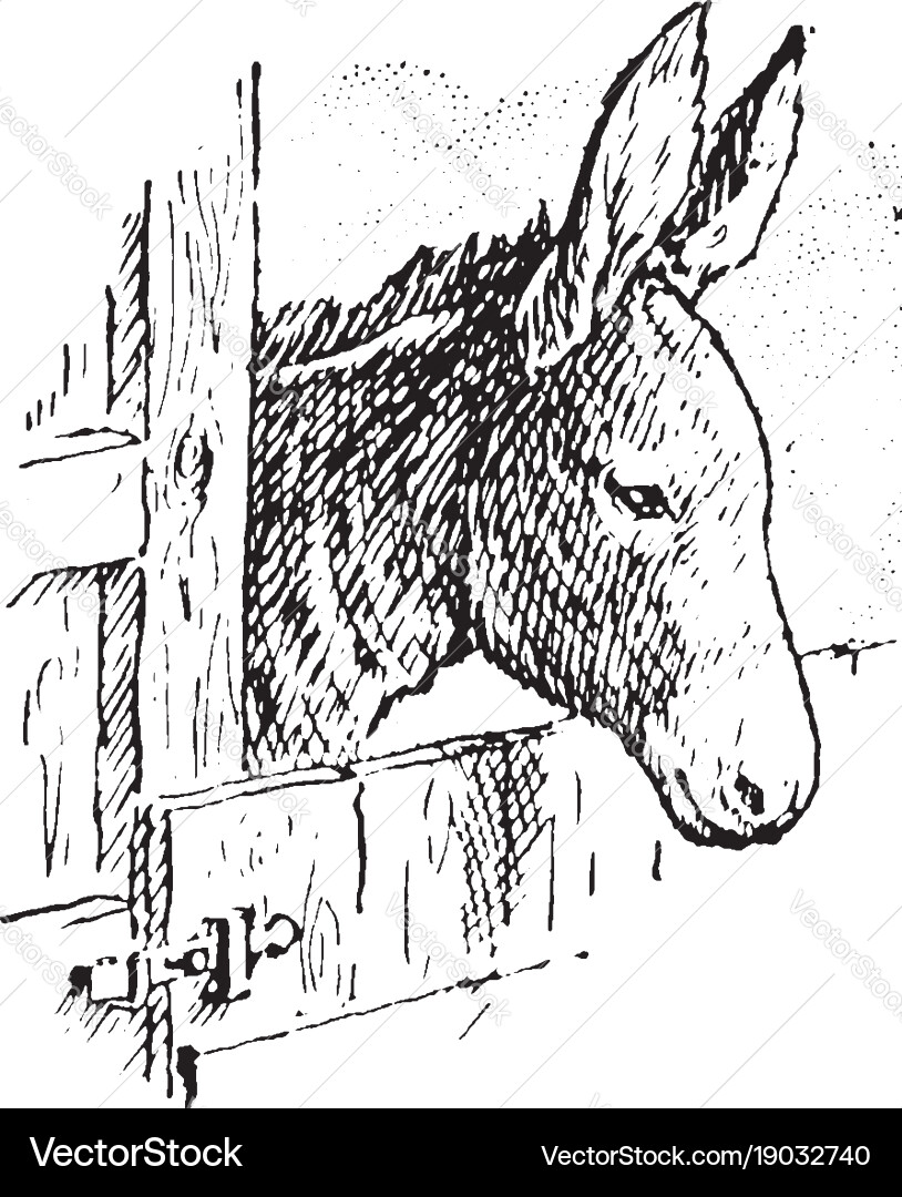 Vintage Donkey Line Art Royalty Free Vector Image