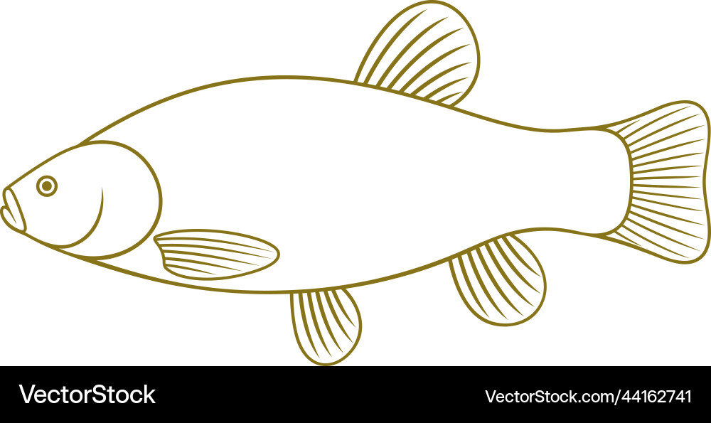 Tench Royalty Free Vector Image - VectorStock