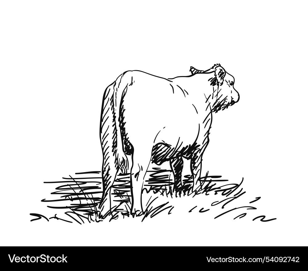 Cow standing on the grass with its back turned Vector Image
