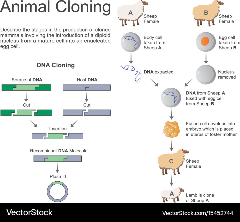 Animal cloning charts infographic Royalty Free Vector Image