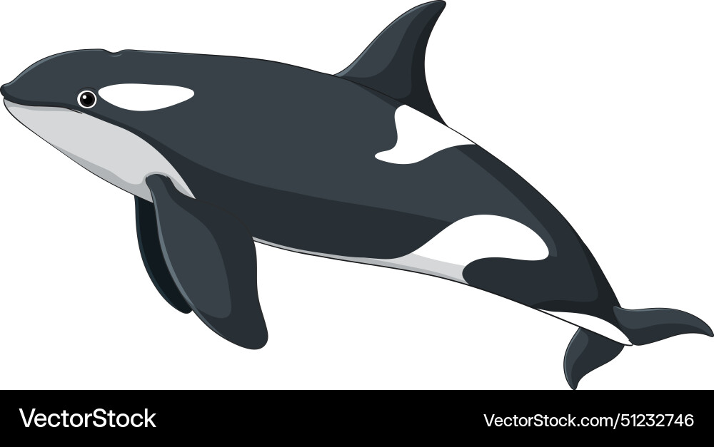 Graphic of a black and white orca Royalty Free Vector Image