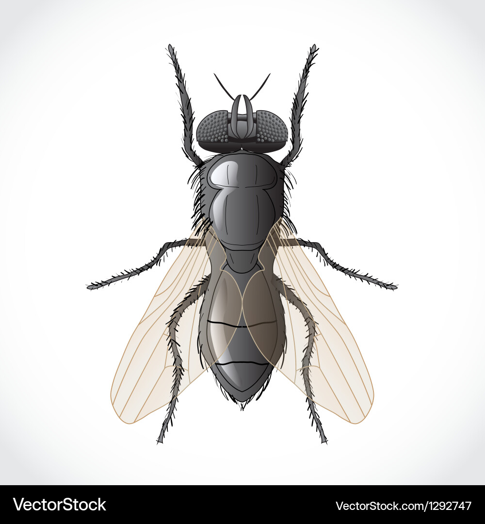 Detailed fly Royalty Free Vector Image - VectorStock