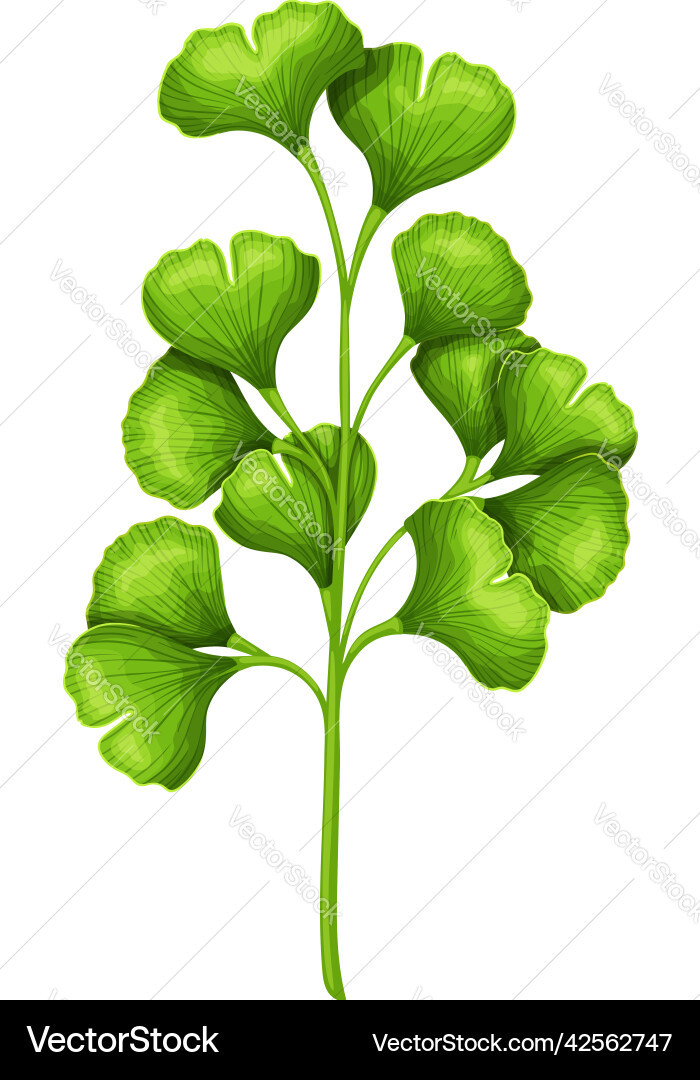 Ginkgo bilobal leves Royalty Free Vector Image