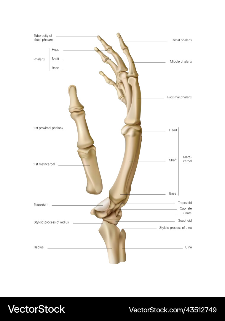 Anatomy and structure of the bones human Vector Image