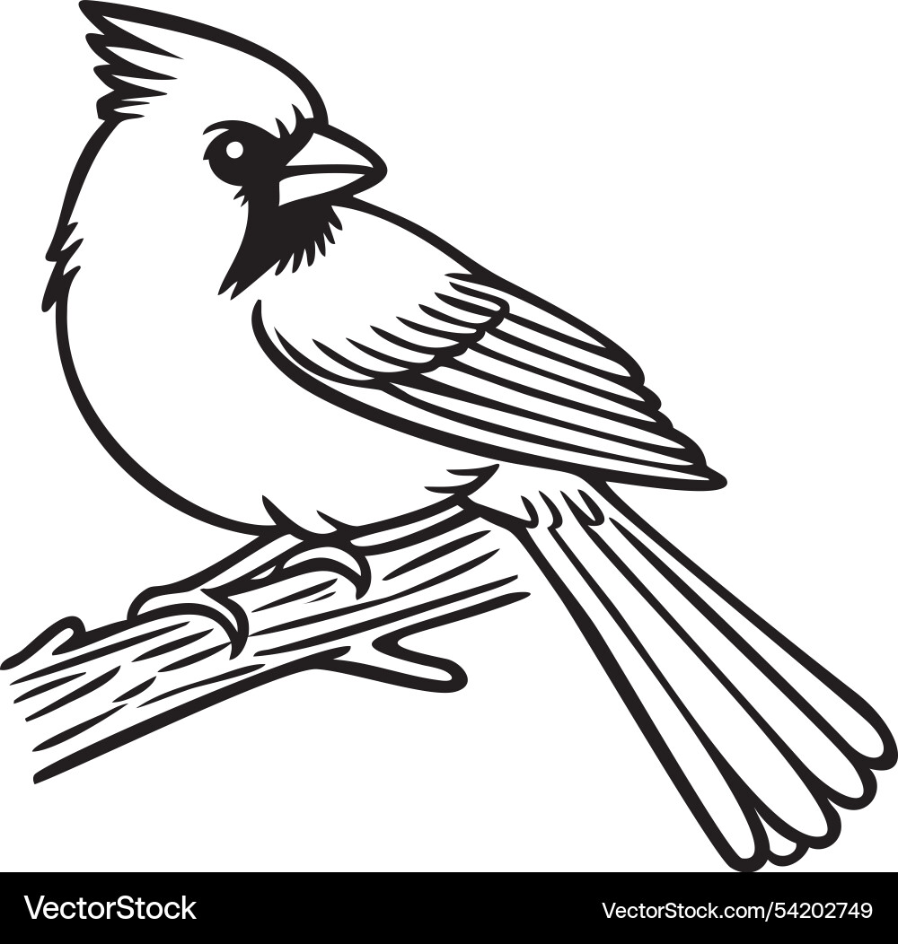 Cardinal bird line art Royalty Free Vector Image