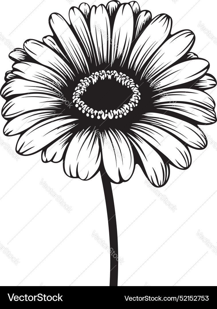 Botanical beauty gerbera daisy emblem sunshine Vector Image