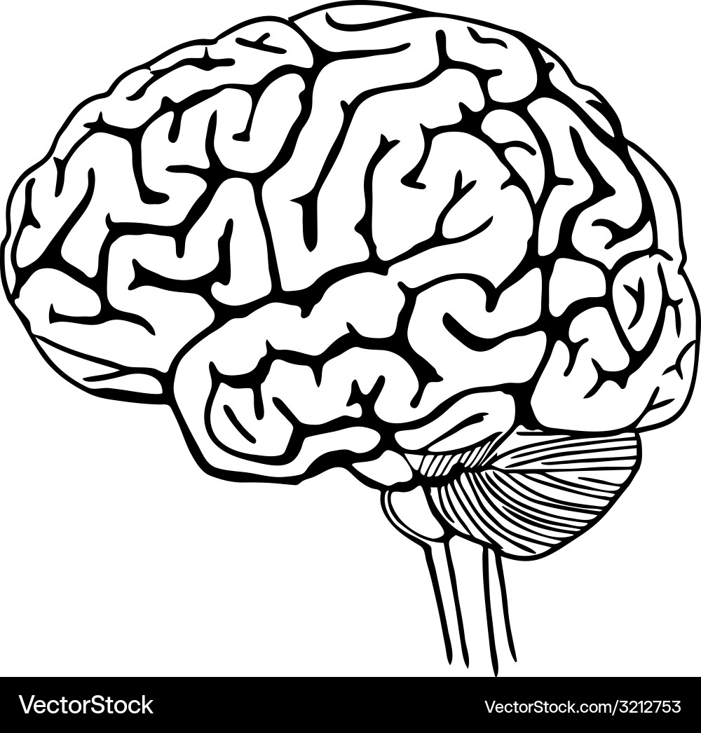 Brain outline Royalty Free Vector Image - VectorStock