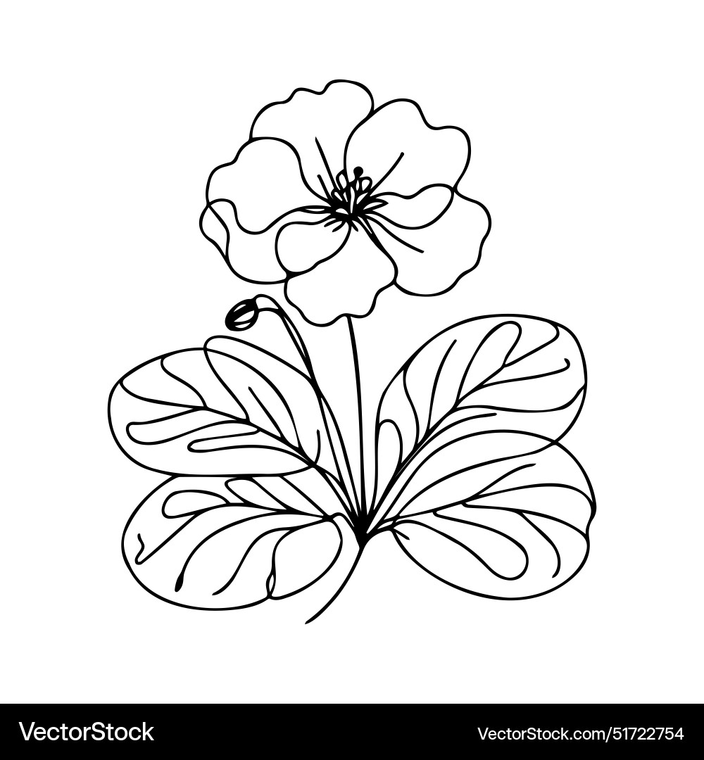 African violet in continuous line art drawing Vector Image