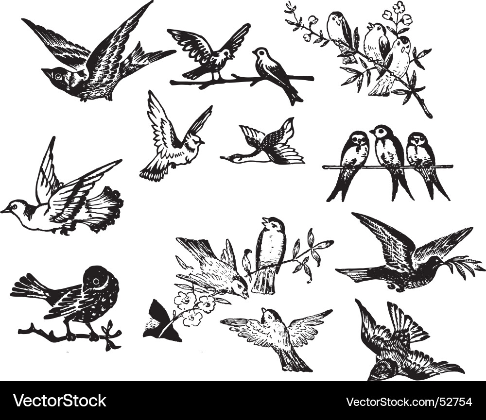 Birds Royalty Free Vector Image - VectorStock