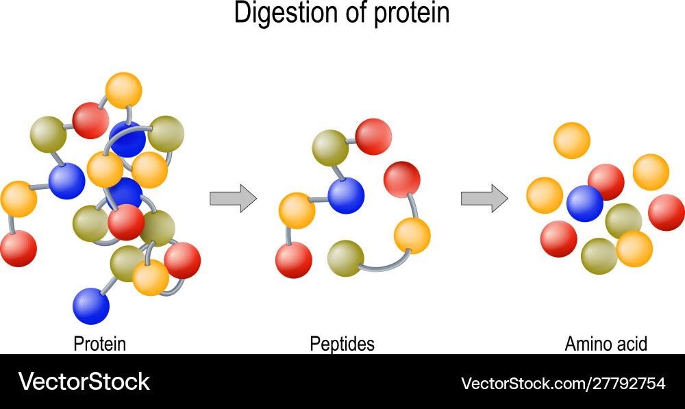 Protein Digestion and Breakdown Royalty Free Vector Image