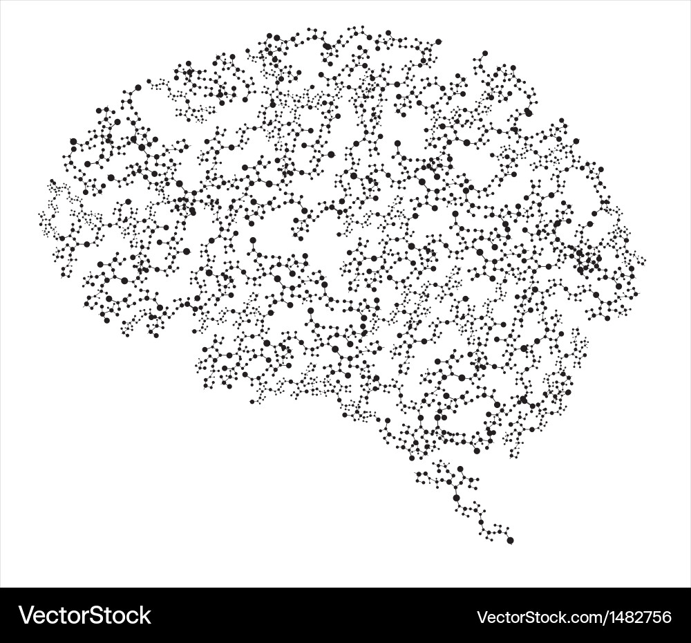 Human Brain Anatomy Royalty Free Vector Image - VectorStock