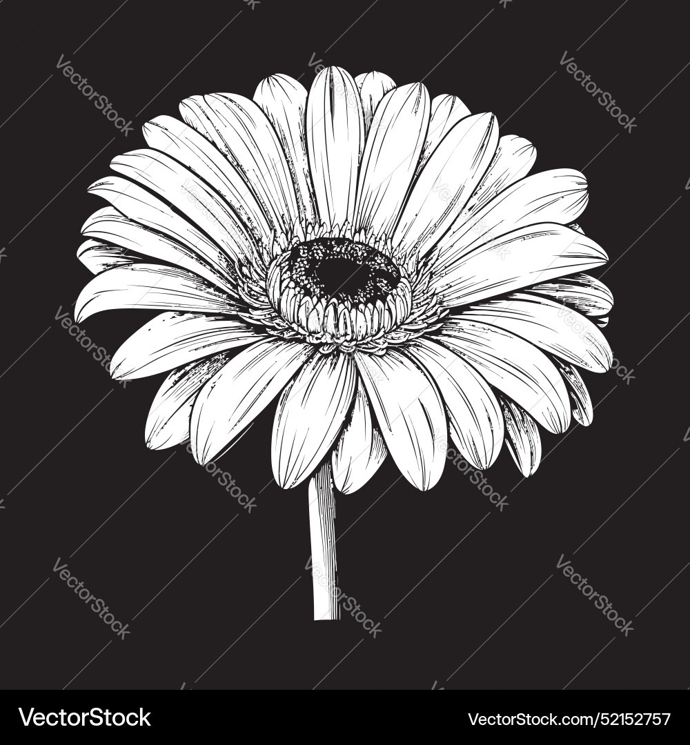 Fresh floral gerbera daisy icon delight Royalty Free Vector