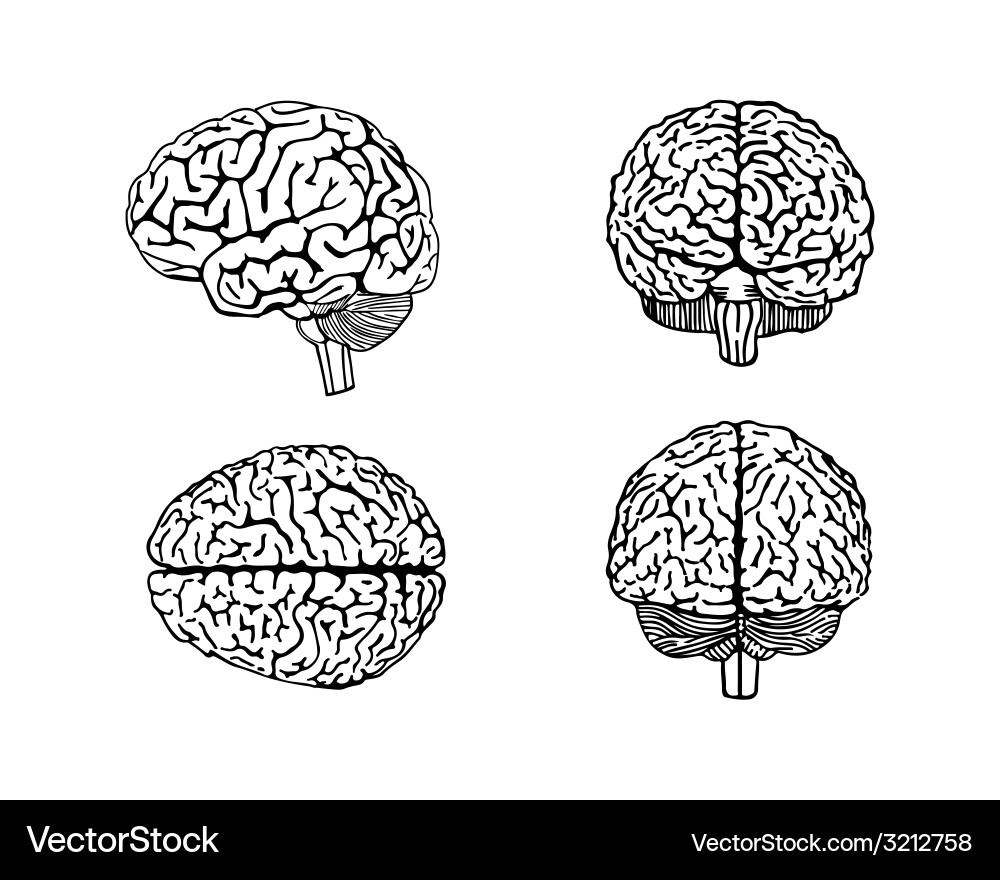 Human brain Royalty Free Vector Image - VectorStock
