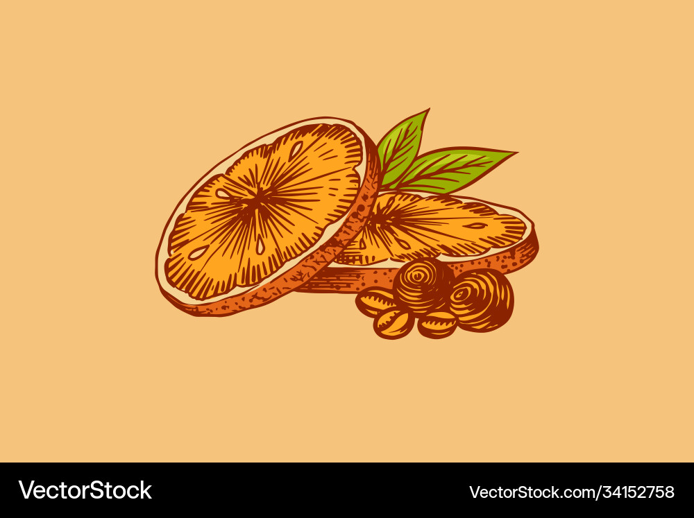 Orange slices summer fruit engraved hand drawn Vector Image