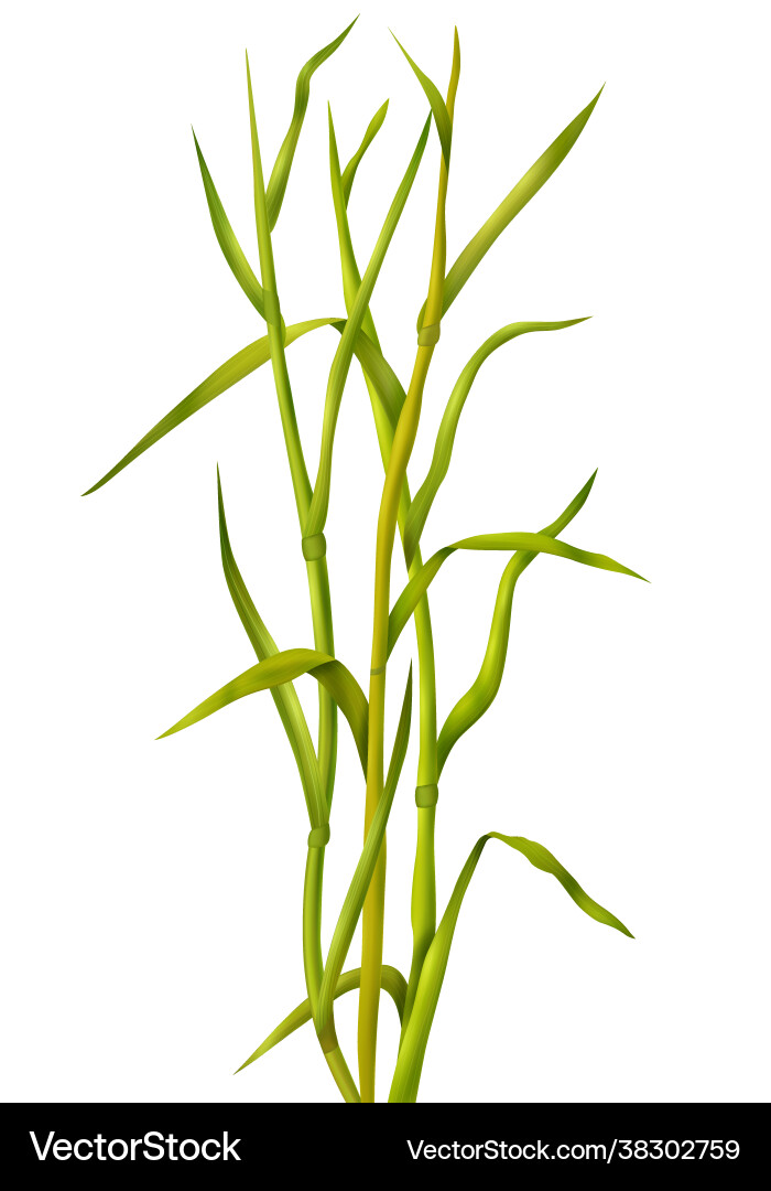 Realistic grass Royalty Free Vector Image - VectorStock