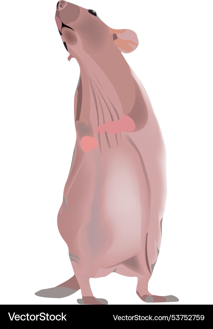 Rodent mouse pink breed for guinea pig use Vector Image