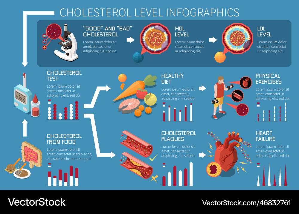 Cholesterol level infographics Royalty Free Vector Image