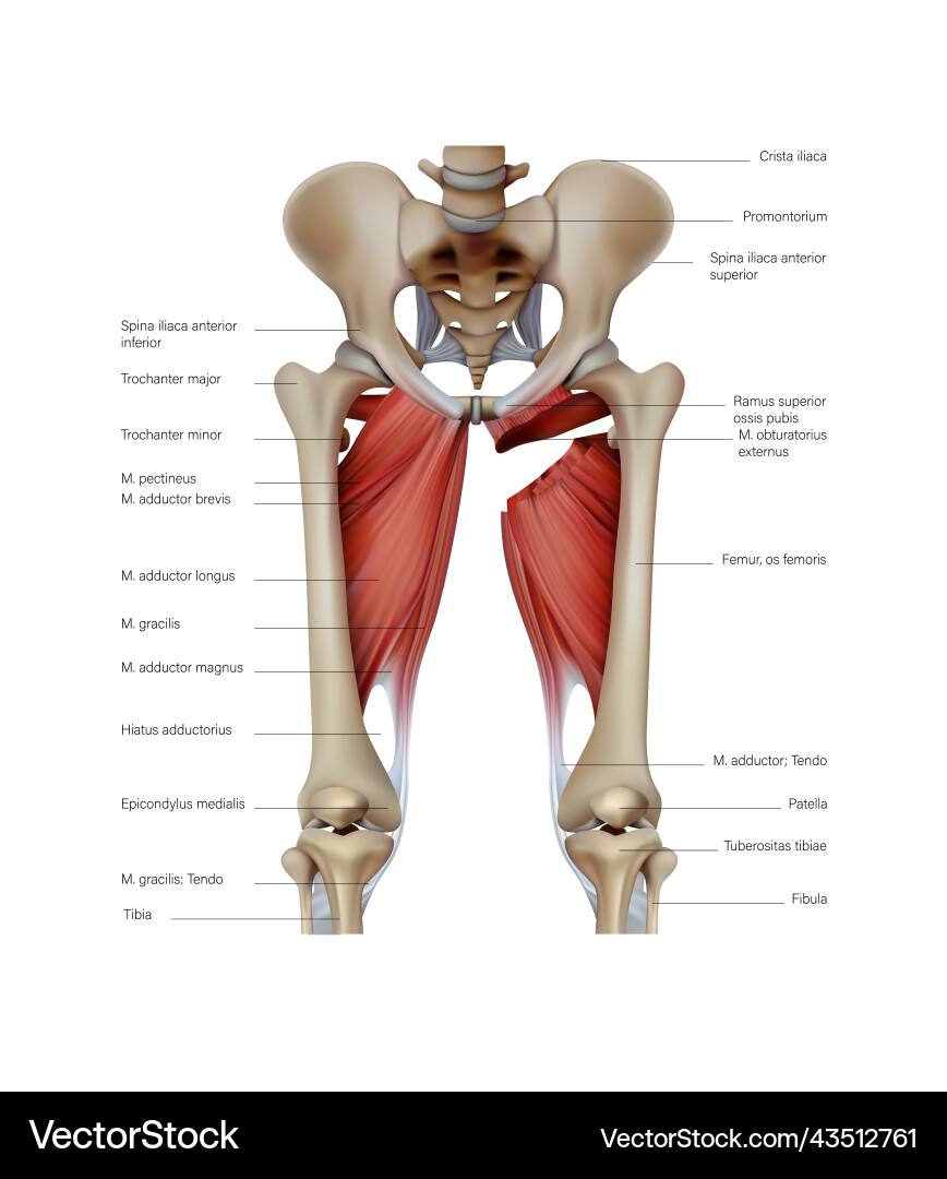 Human Leg Muscle Anatomy Royalty Free Vector Image