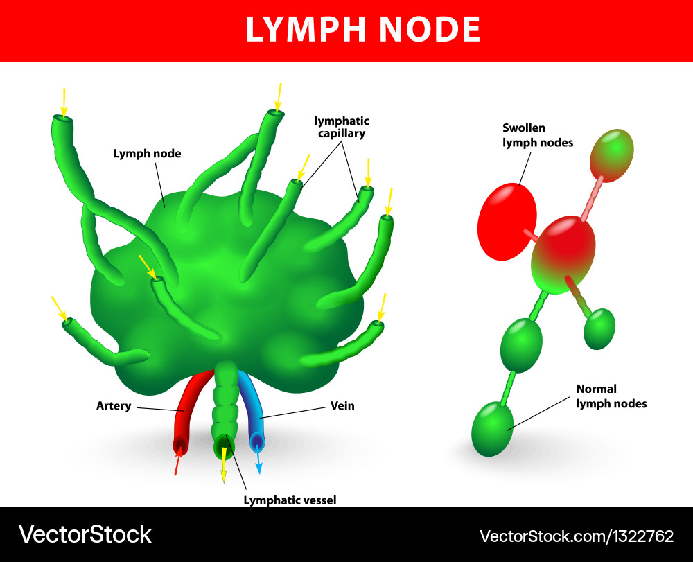 Lymph node Royalty Free Vector Image - VectorStock