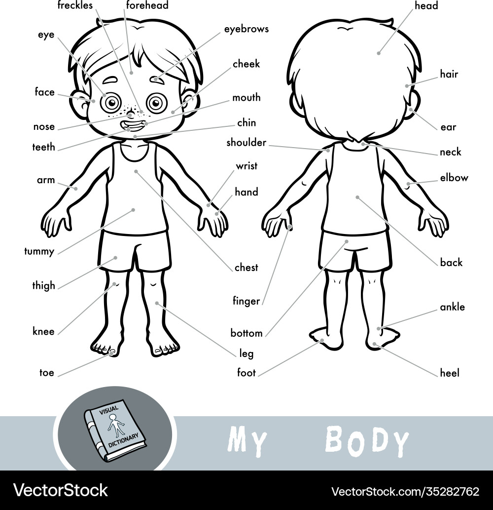 Visual dictionary for children about human Vector Image