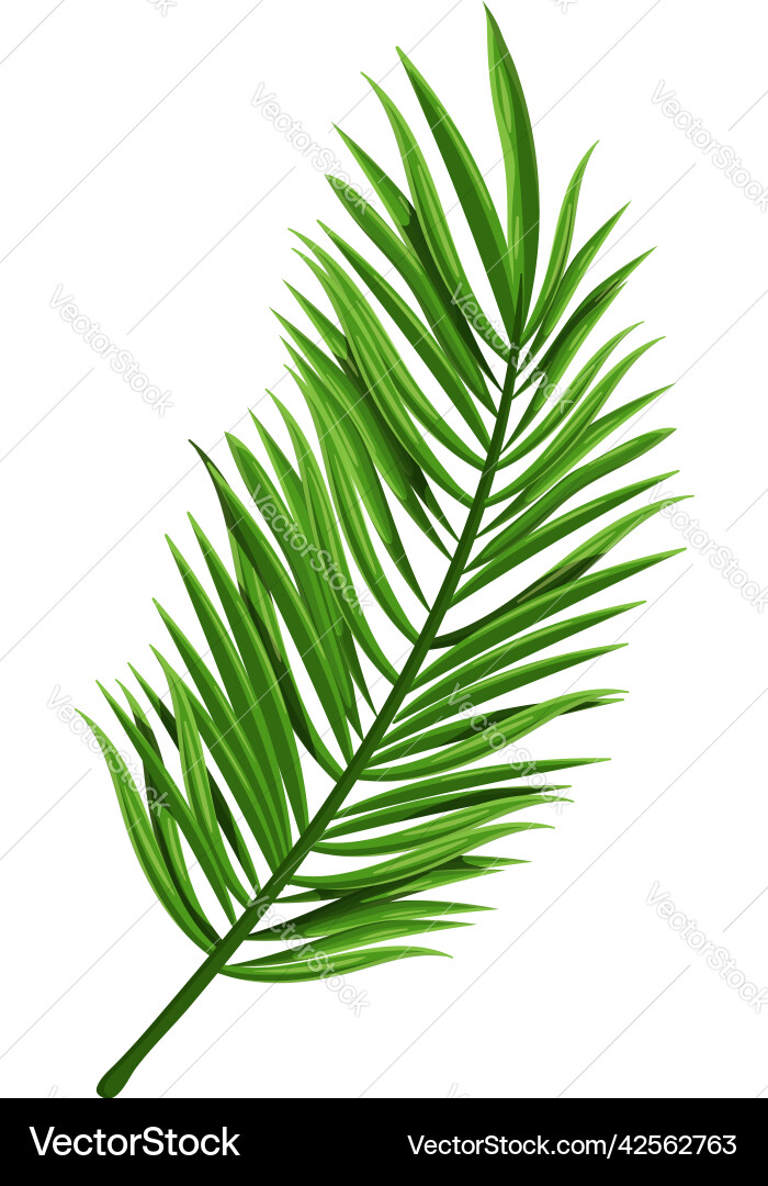 Tropical areca palm leaf Royalty Free Vector Image