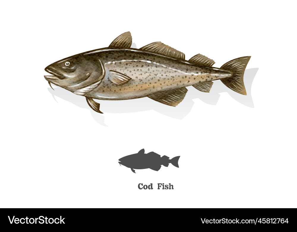Cod fish watercolor sketch line art Royalty Free Vector