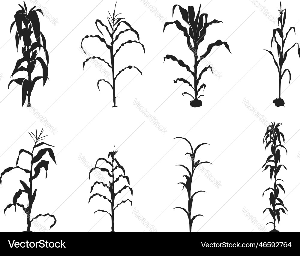 Corn Stalk Silhouette Royalty Free Vector Image