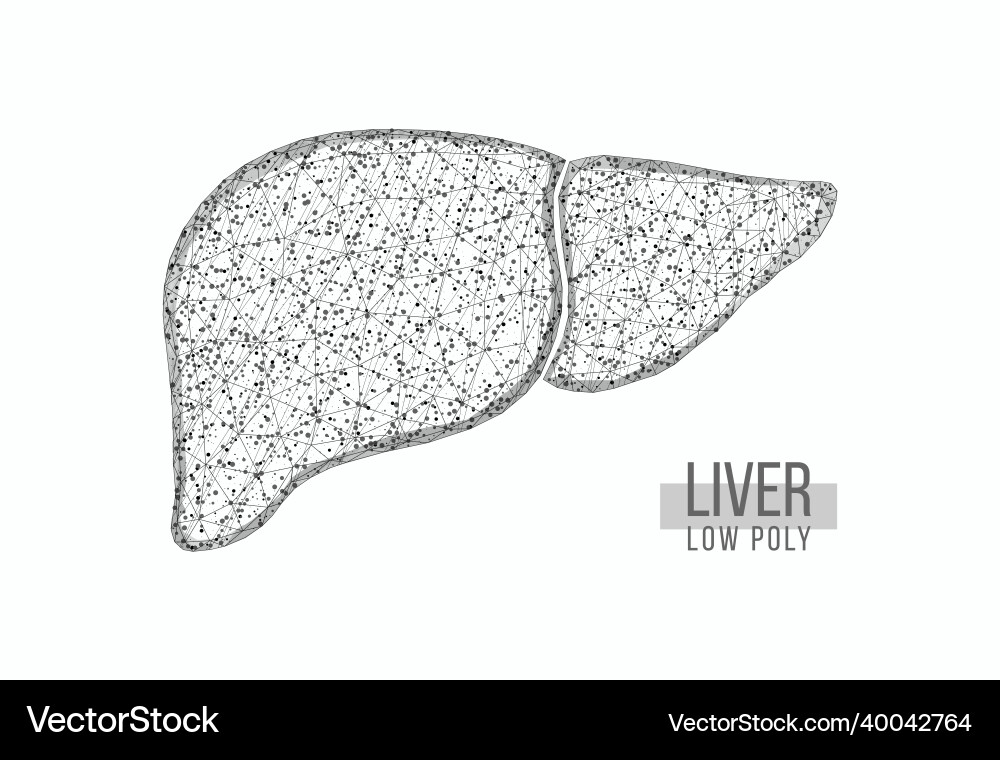 Human liver wireframe low poly style Royalty Free Vector