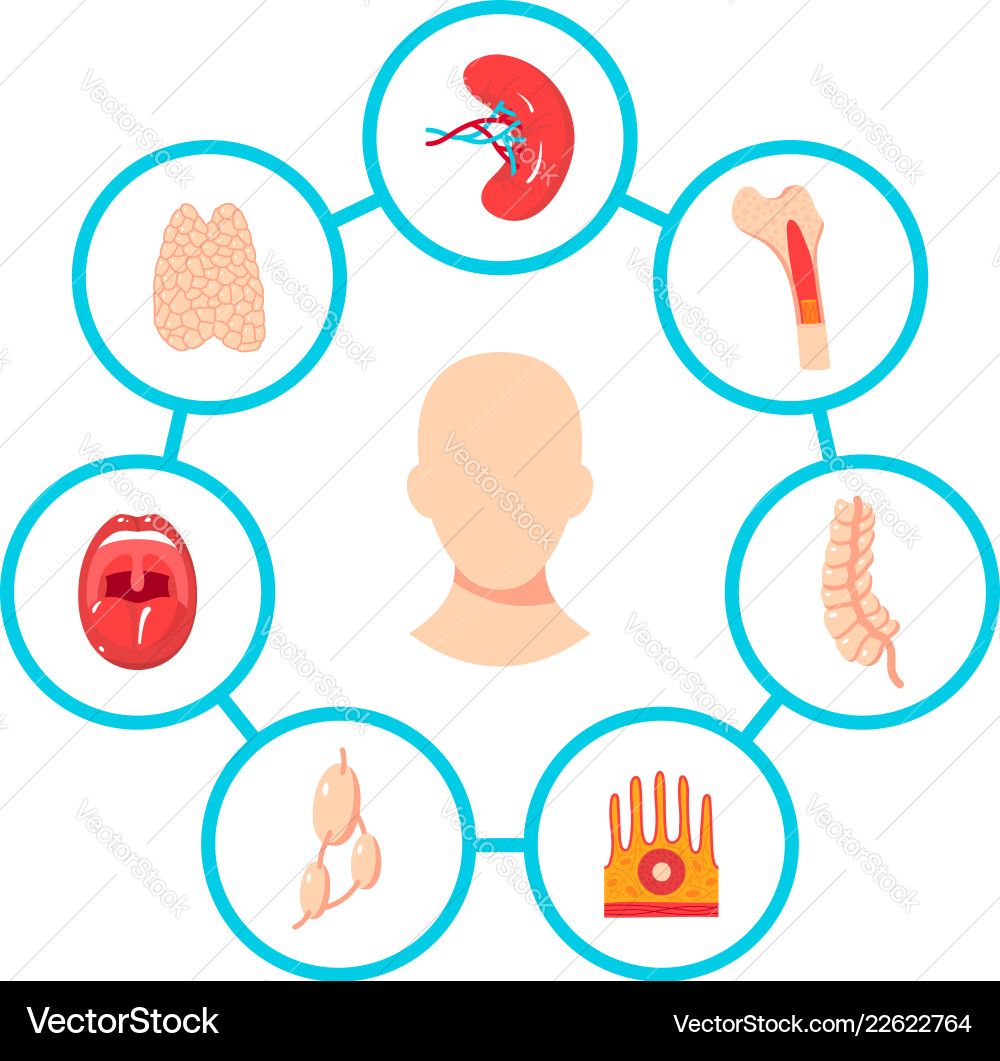 Immune system concept Royalty Free Vector Image