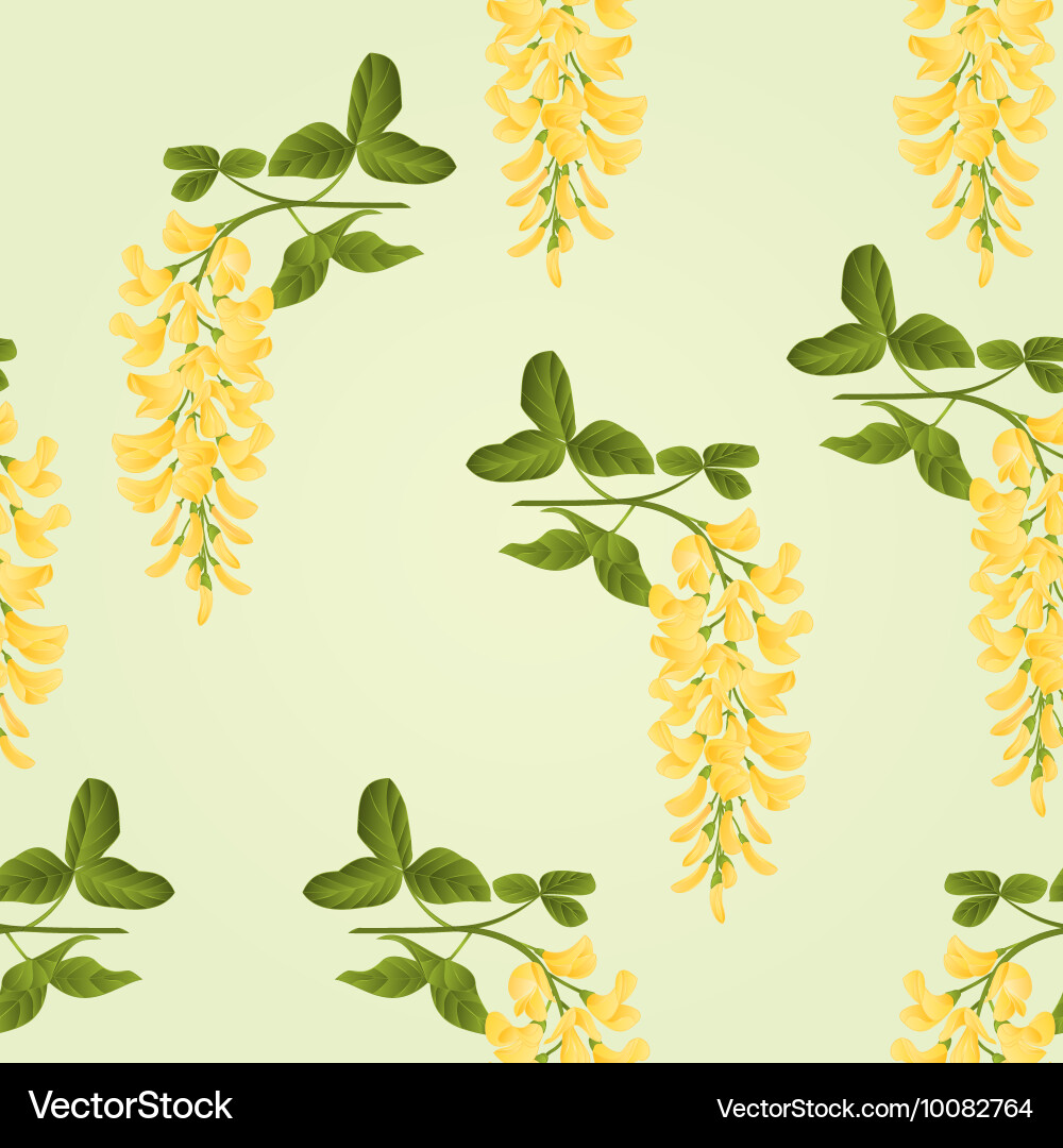 Seamless texture laburnum branch decorative shrub Vector Image