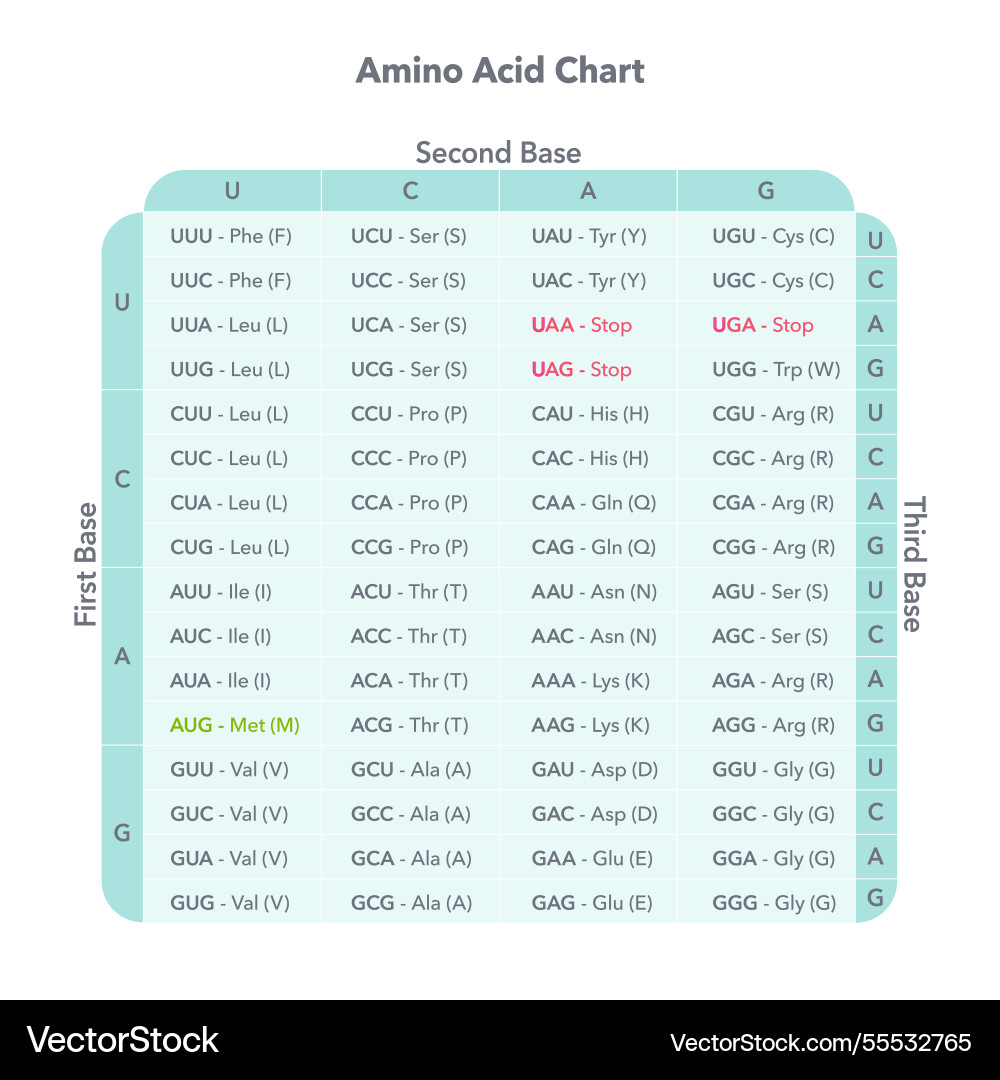 Amino Acid Codon Chart – Royalty-Free Vector | VectorStock