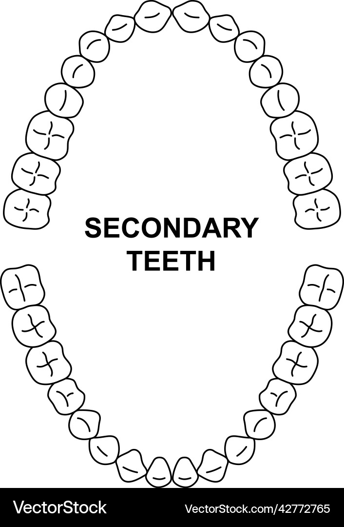 Secondary teeth dentition anatomy adult human Vector Image
