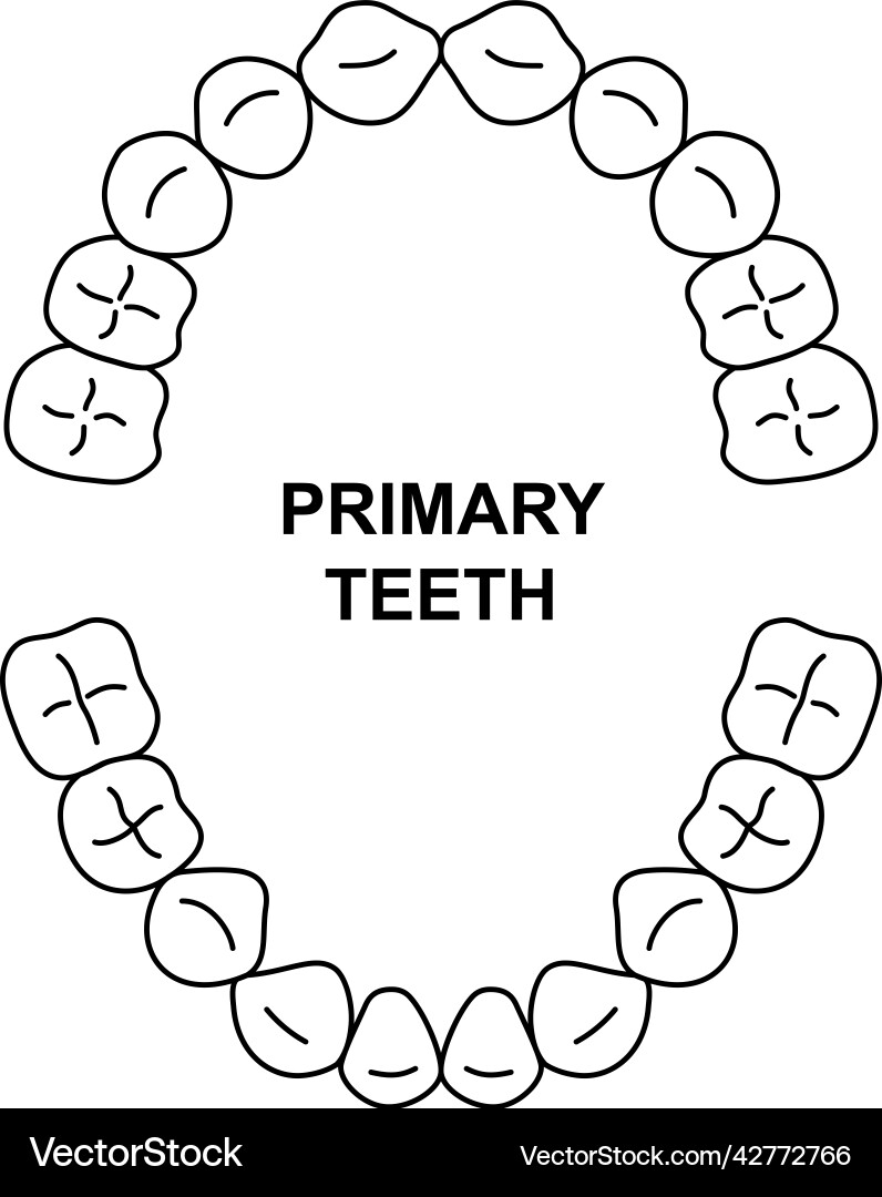 Primary teeth dentition anatomy child upper Vector Image