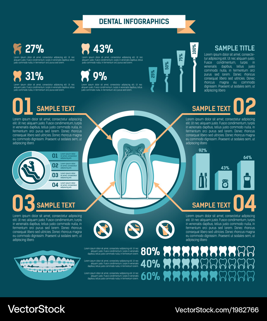 Tooth infographic Royalty Free Vector Image - VectorStock
