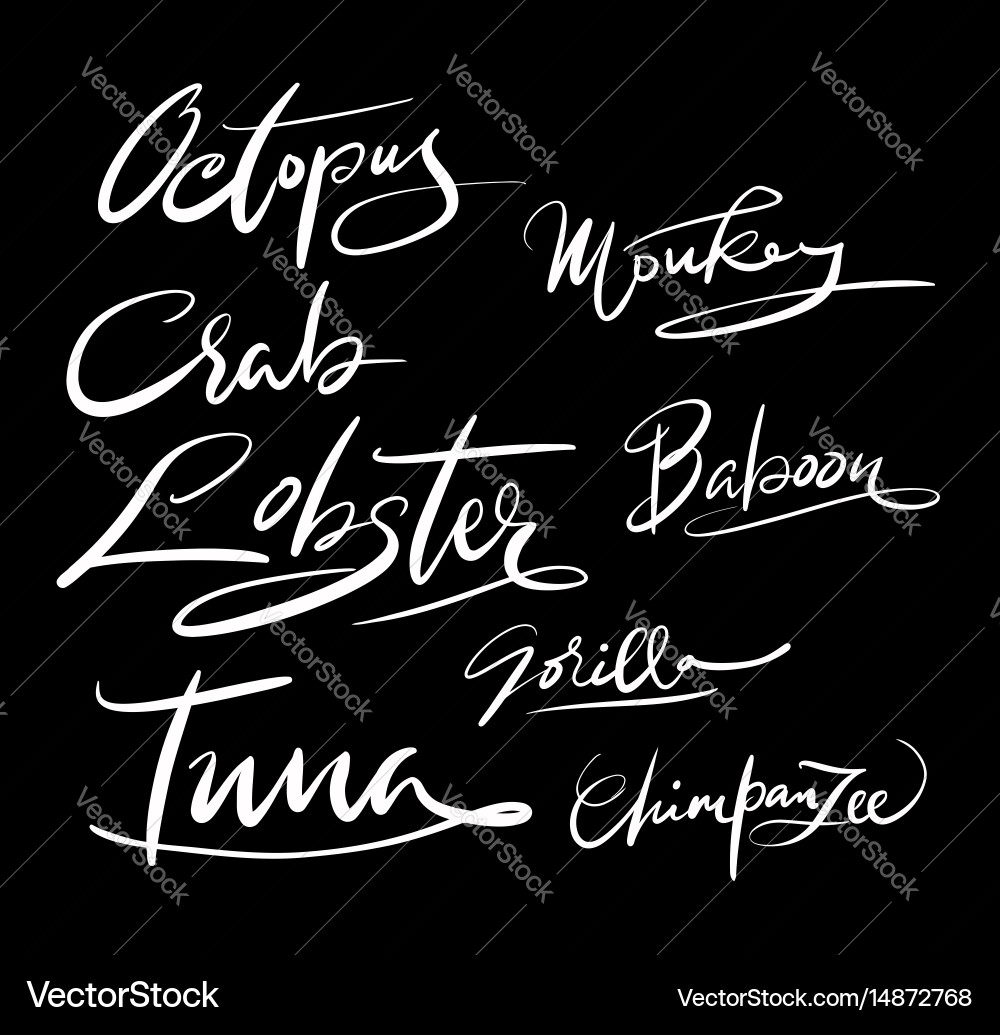 Octopus animal hand written typography Royalty Free Vector