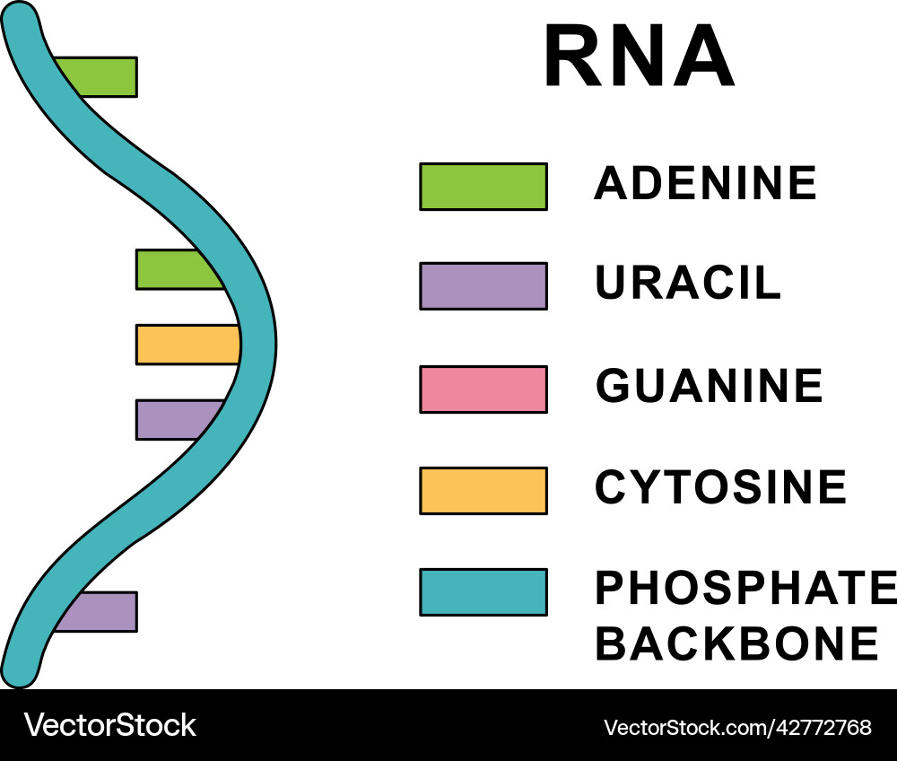 Ribonucleic Acid Structure