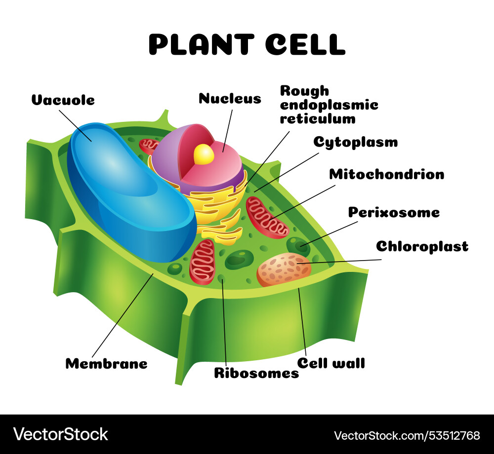 The plant cell anatomy Royalty Free Vector Image