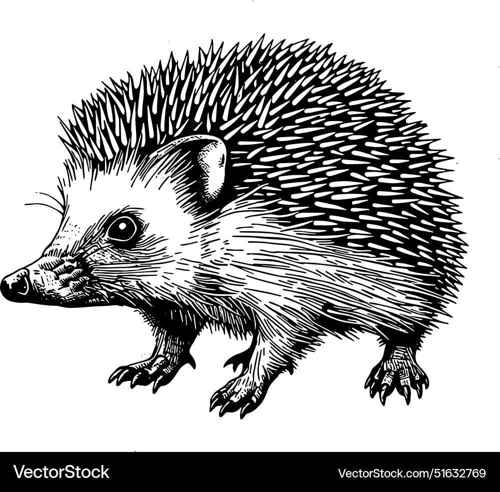 Hedgehog Royalty Free Vector Image - VectorStock