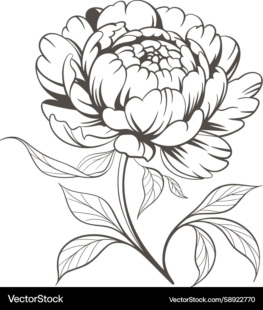Elegant Peony Line Art Royalty Free Vector Image