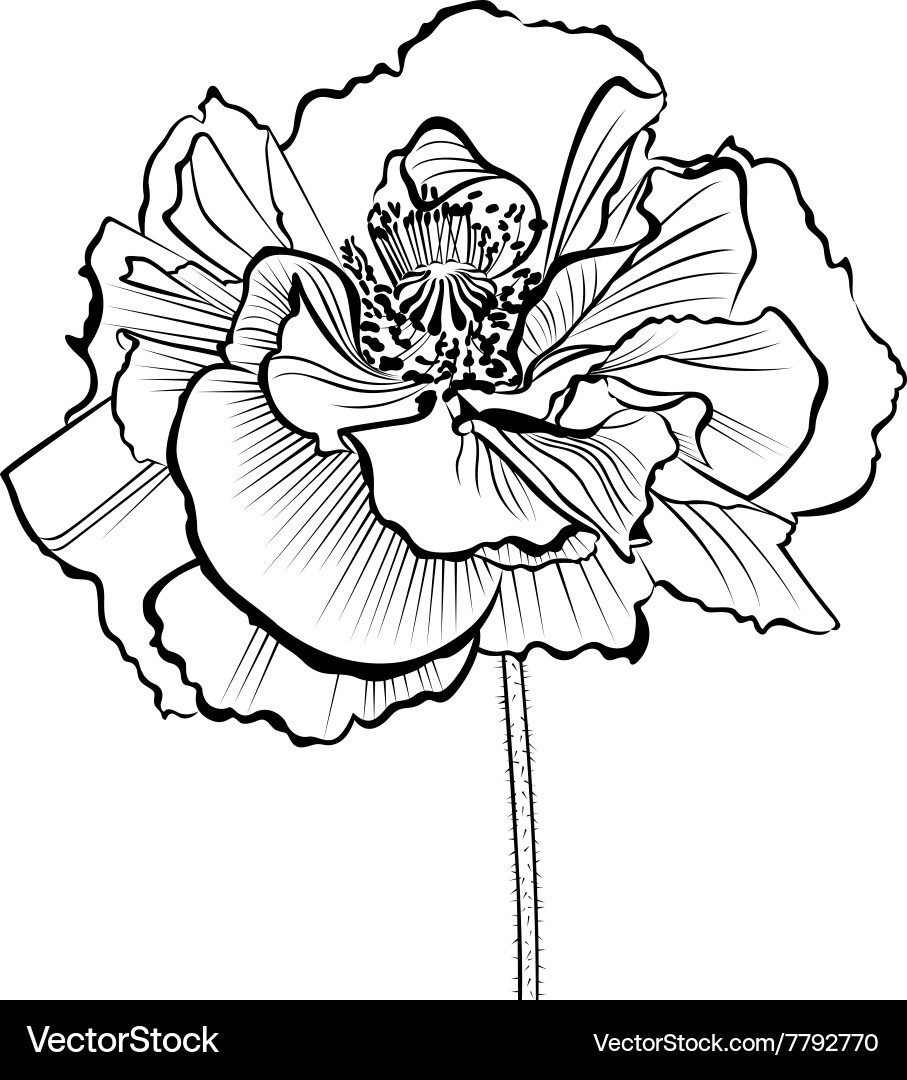 Poppy Royalty Free Vector Image - VectorStock