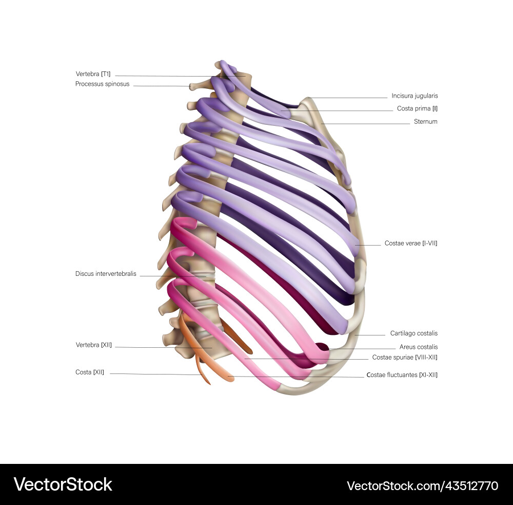 System of rib construction on a white background Vector Image