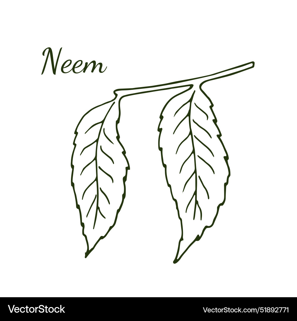 Hand drawn neem leaves cosmetic herbal Royalty Free Vector