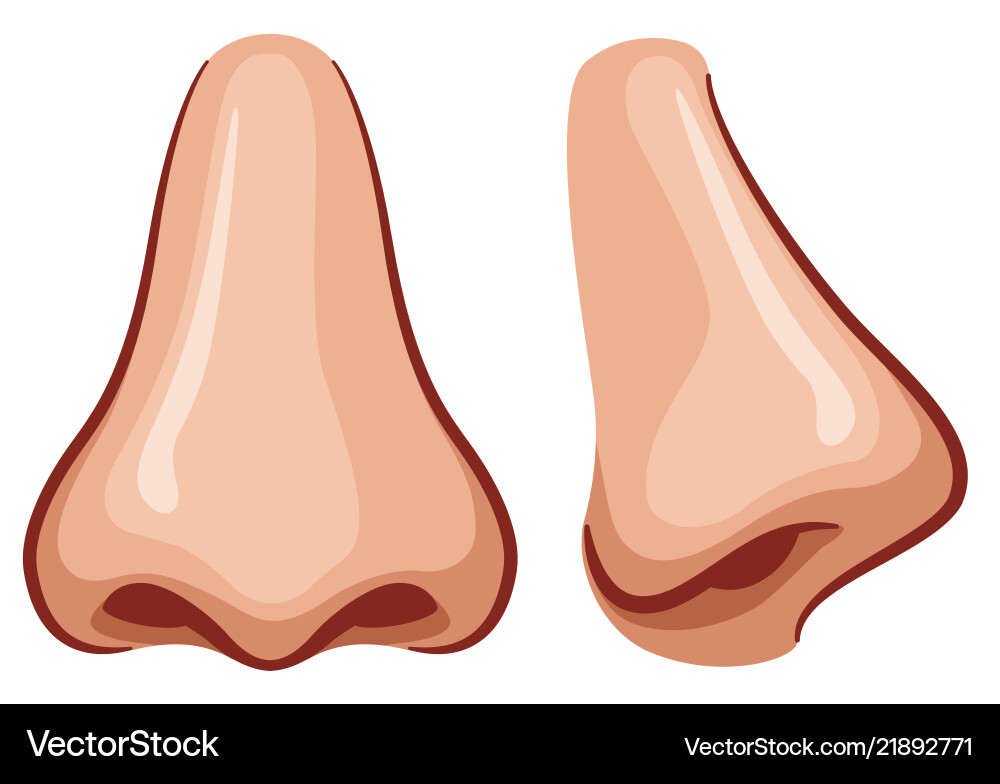 Nose on white background Royalty Free Vector Image