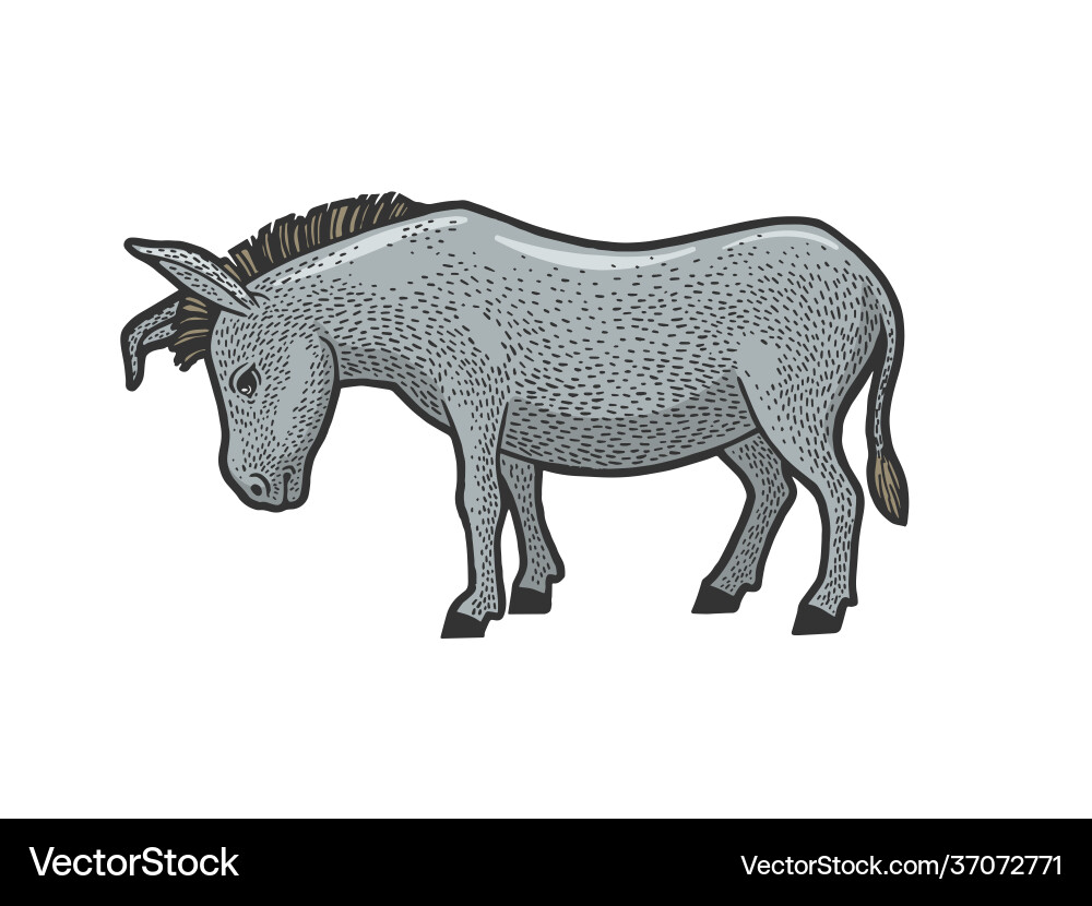 Sad tired donkey sketch Royalty Free Vector Image