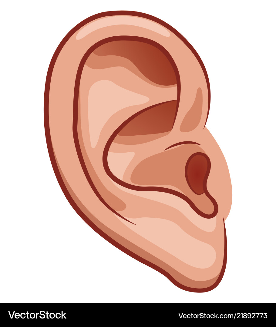 Ear on white background Royalty Free Vector Image