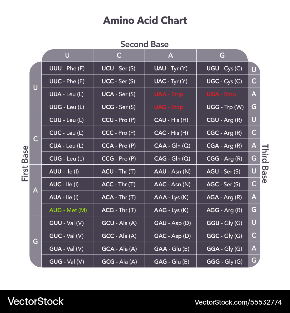 Aa chart Royalty Free Vector Image - VectorStock