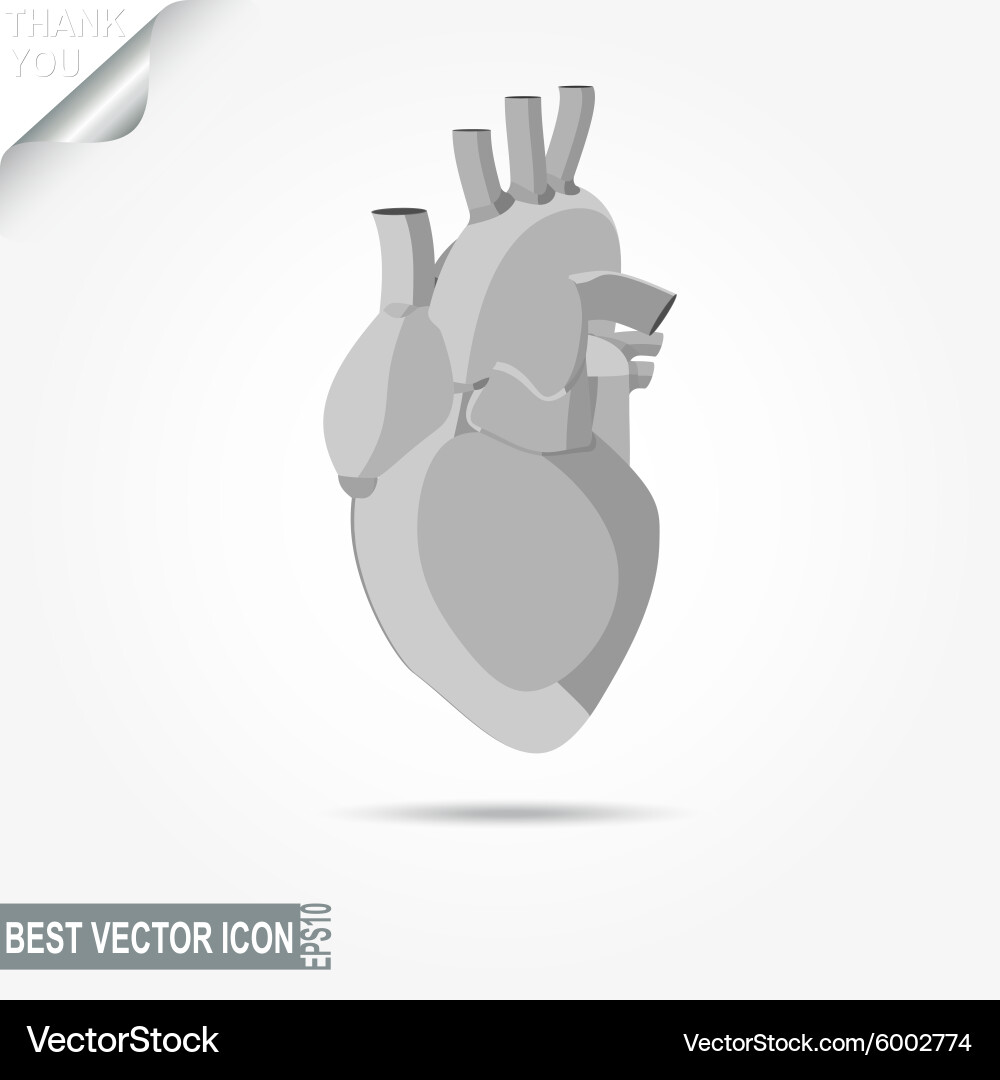 Human heart icon Royalty Free Vector Image - VectorStock